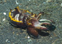 イカ・タコの仲間