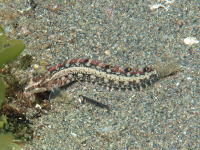 タウエガジの仲間